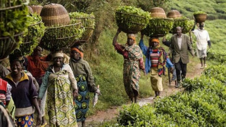 Rwanda: FAO signs agreement with JR Farms to support youth-led ...